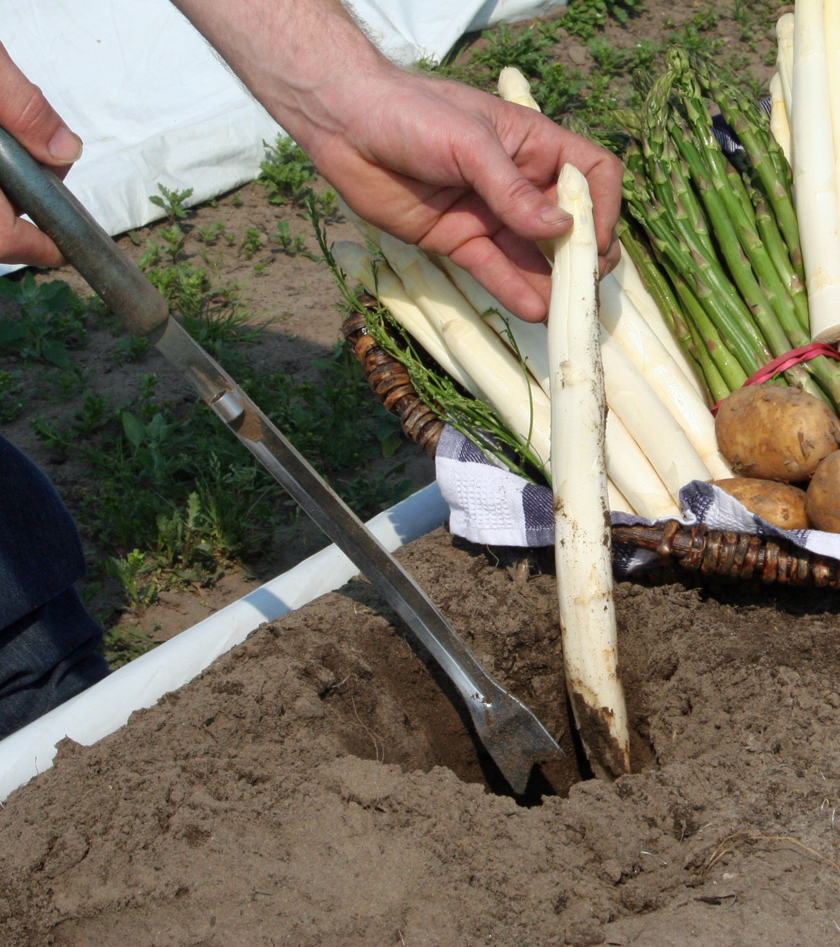 Spargel - Spargelhof Niemann